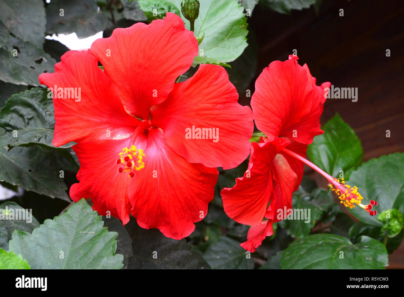 Red hibiscus, Hibiscus Schizopetalus or Coral Hibiscus Flower, on tree ...