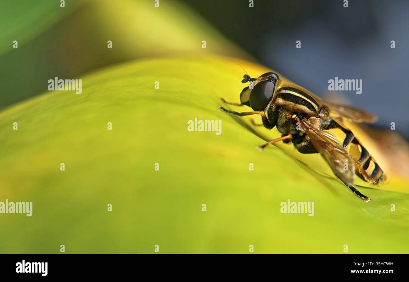 swamp fly helophilus pendulus on yellow lily pad Stock Photo - Alamy