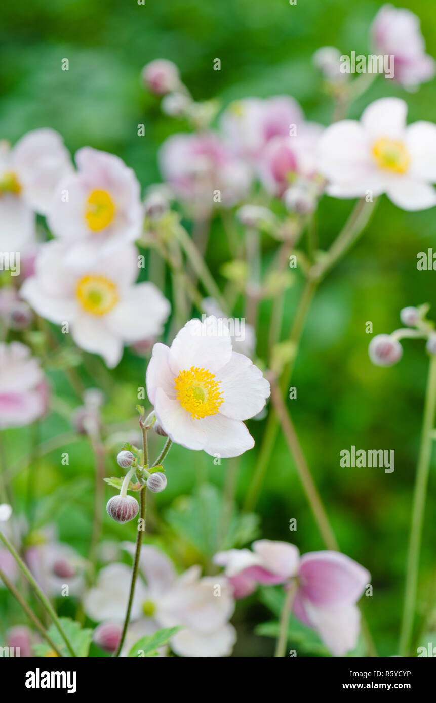 Pale pink flower Japanese anemone, close-up. Note: Shallow depth of ...