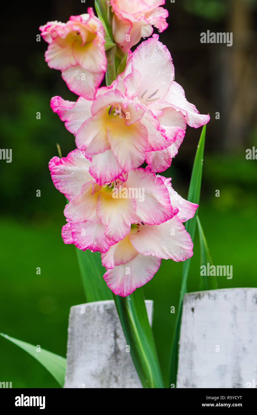Light pink gladiolus flower, close-up Stock Photo - Alamy
