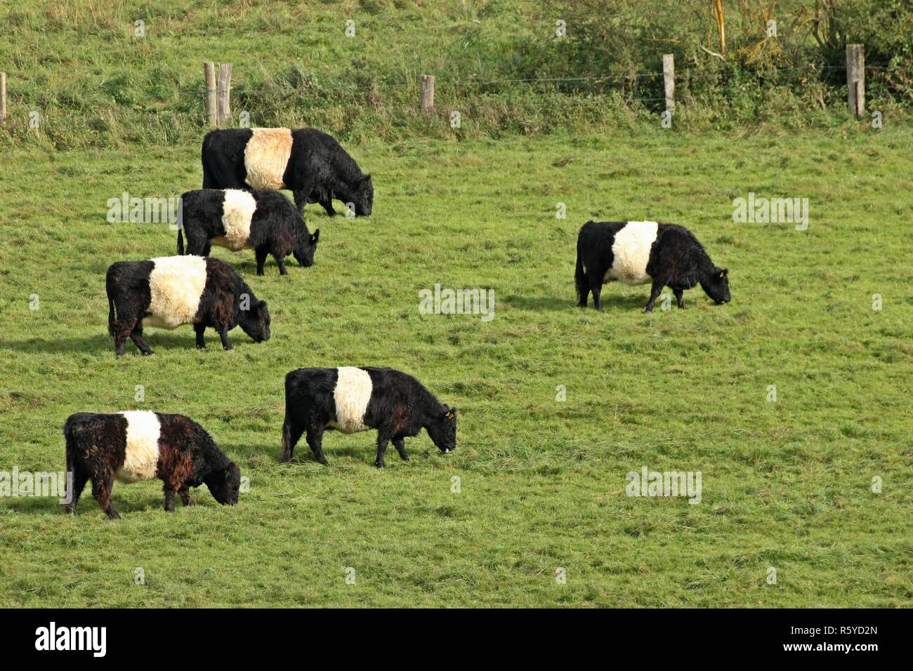 Belted galloway bull hi-res stock photography and images - Alamy