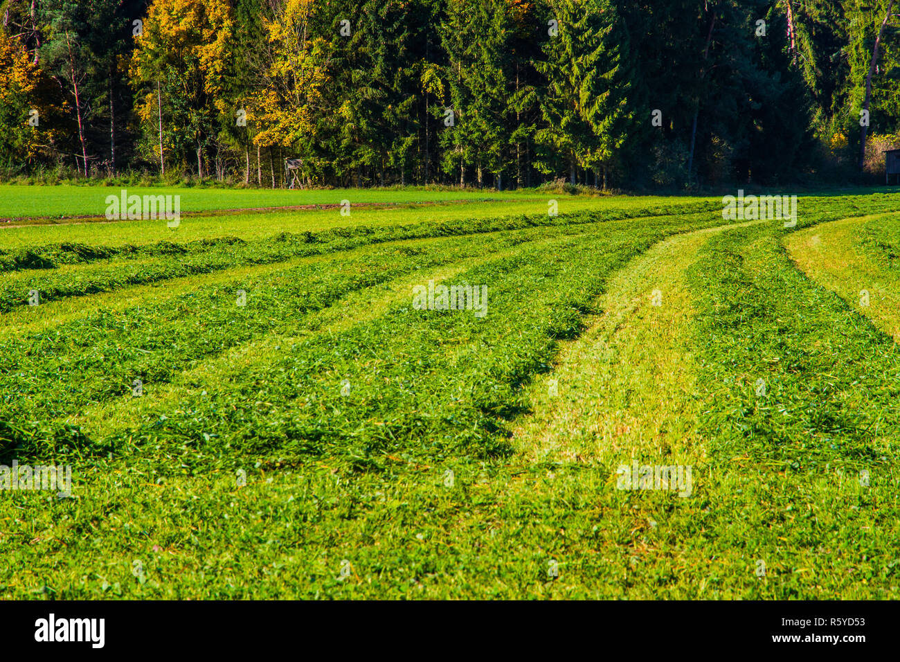 Kleegras hi-res stock photography and images - Alamy