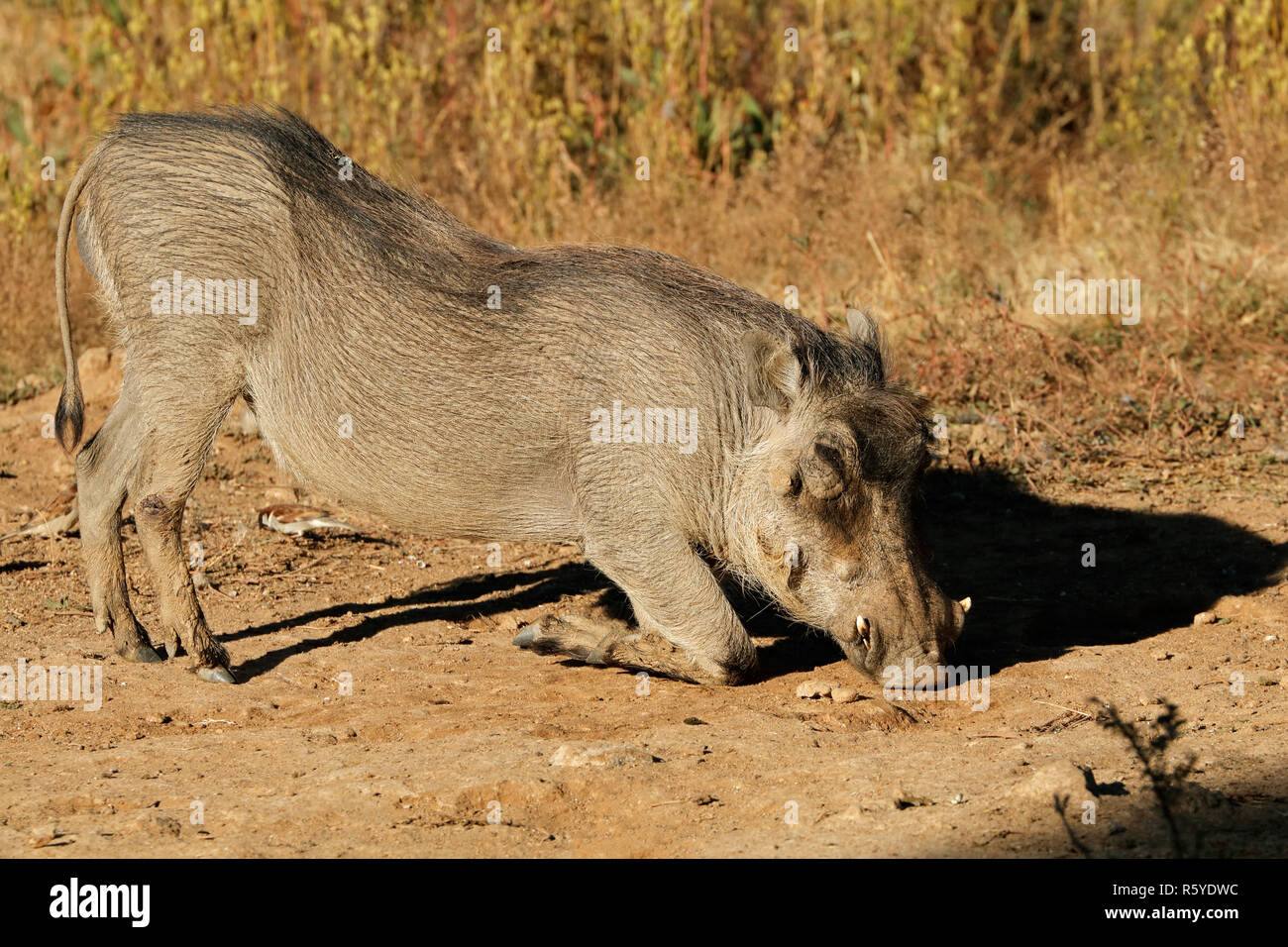 Warthog feeding in natural habitat Stock Photo - Alamy