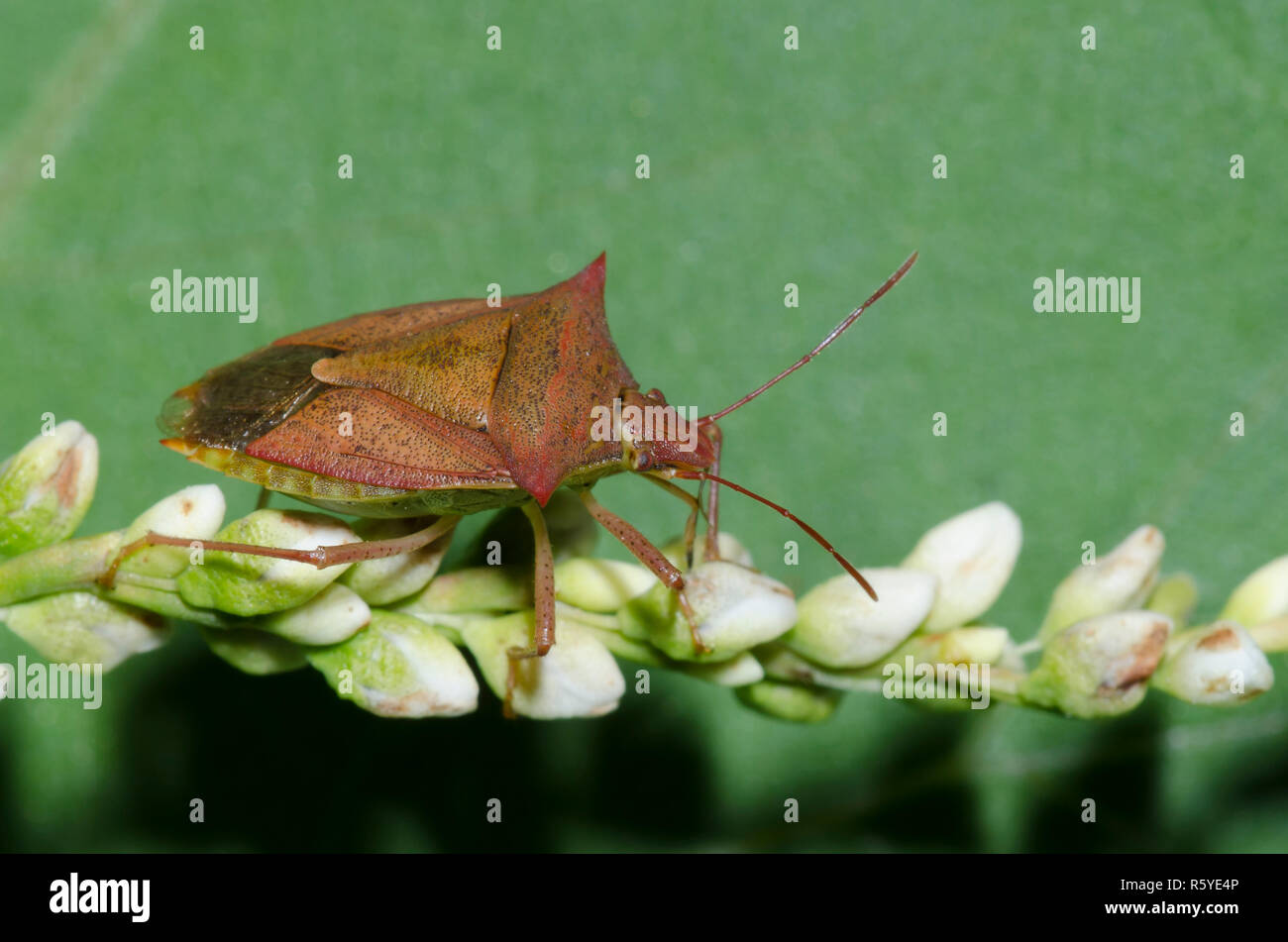 Stink Bug, Euschistus ictericus, foraging on flowers Stock Photo - Alamy
