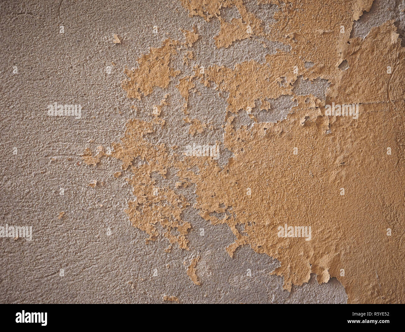 Damp weather mould hi-res stock photography and images - Alamy