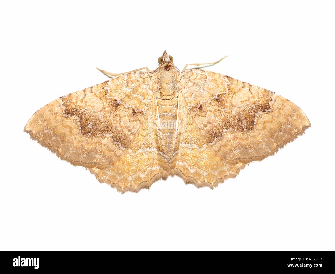 yellow shell moth insect animal isolated over white Stock Photo - Alamy