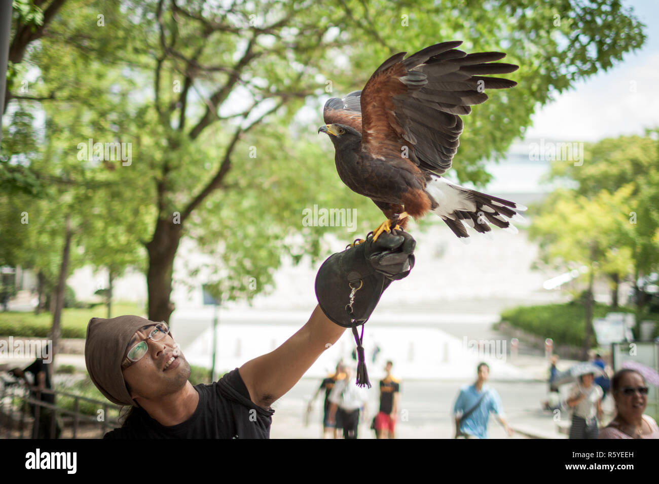 Raptor trainer hi-res stock photography and images - Alamy