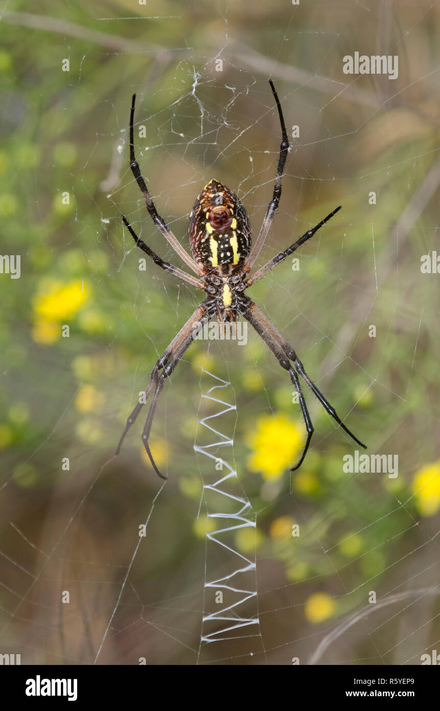 Black and Yellow Argiope, Argiope aurantia Stock Photo - Alamy
