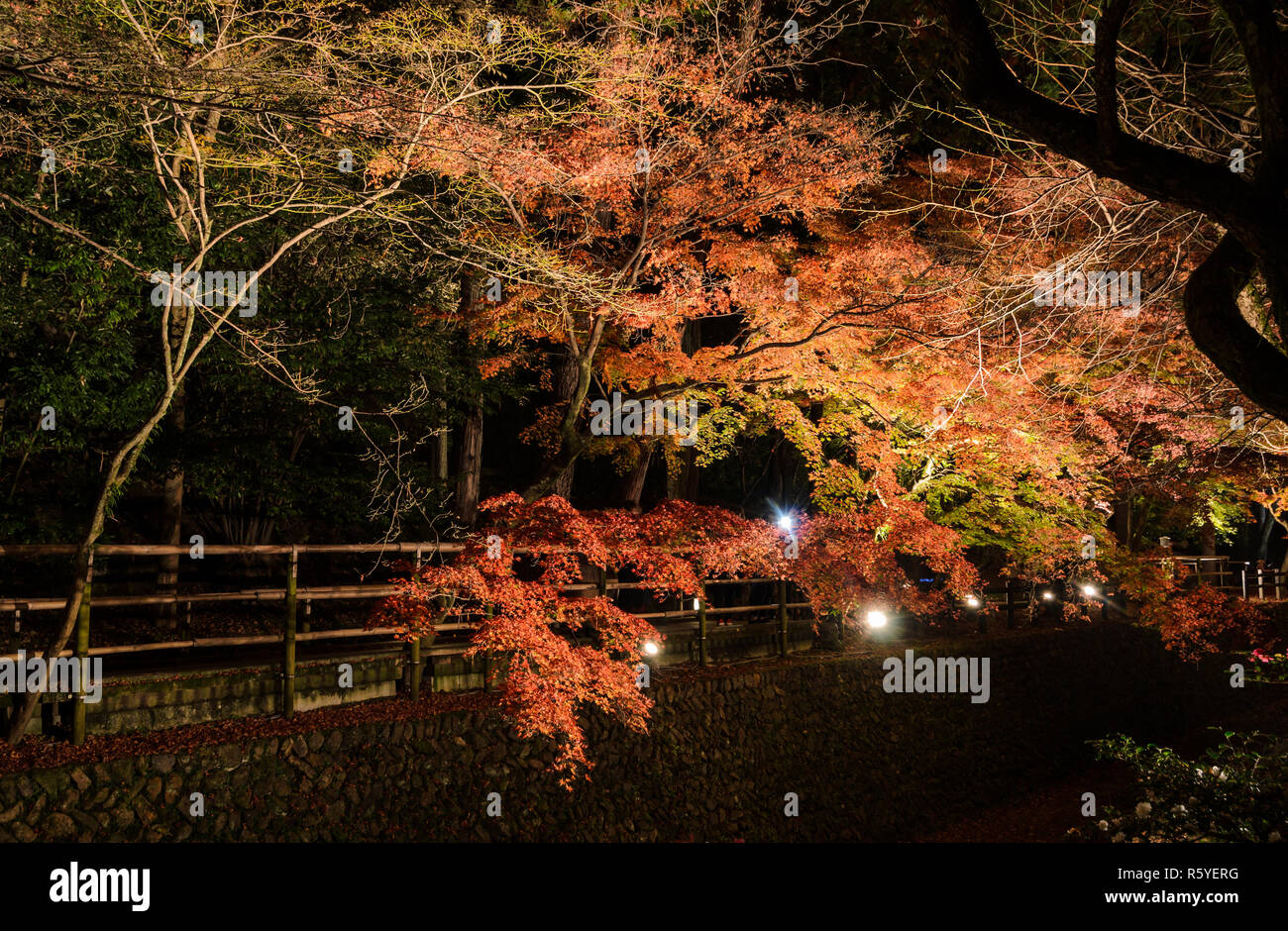 Japanese red maple at night hi-res stock photography and images - Alamy