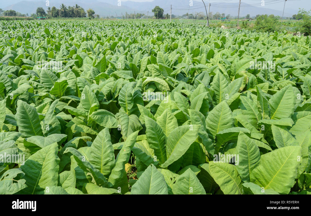 Tobbaco plantation in Thailand Stock Photo - Alamy