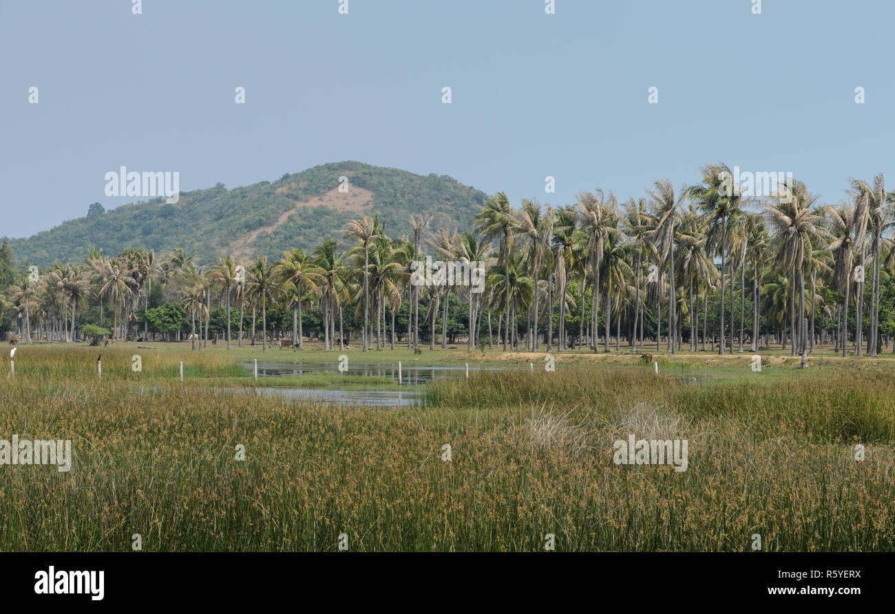 Asian countryside of coconut palm trees plantation Stock Photo - Alamy