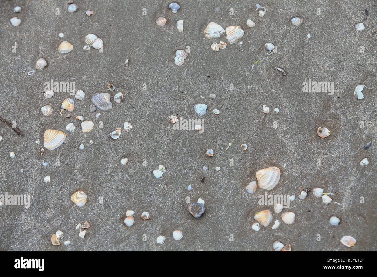 Oysters on sand Stock Photo - Alamy