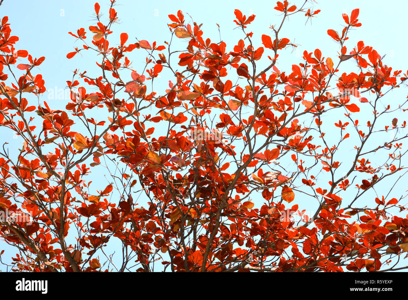 Lacquer tree japan hi-res stock photography and images - Alamy