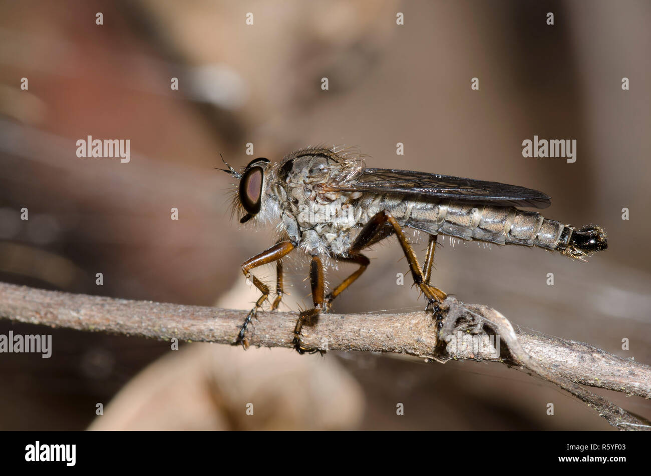 Asilinae hi-res stock photography and images - Alamy