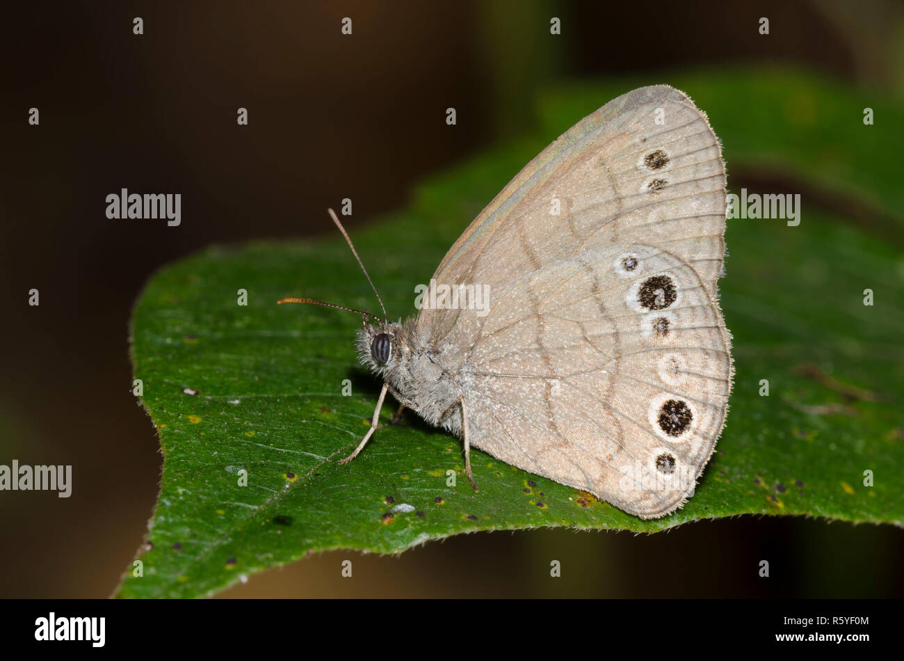 Satyr butterfly hi-res stock photography and images - Alamy