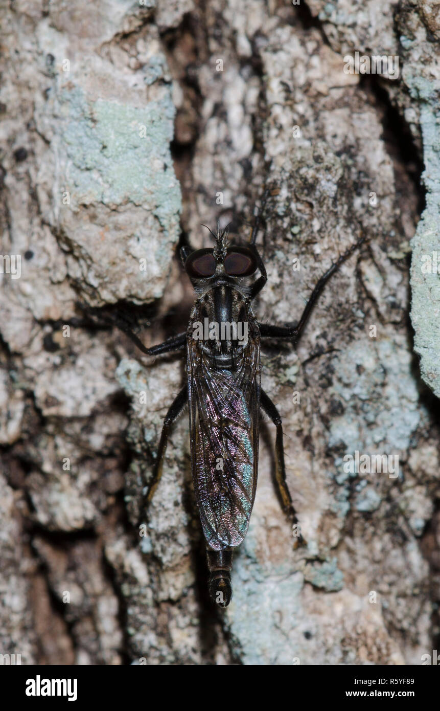 Asilinae hi-res stock photography and images - Alamy