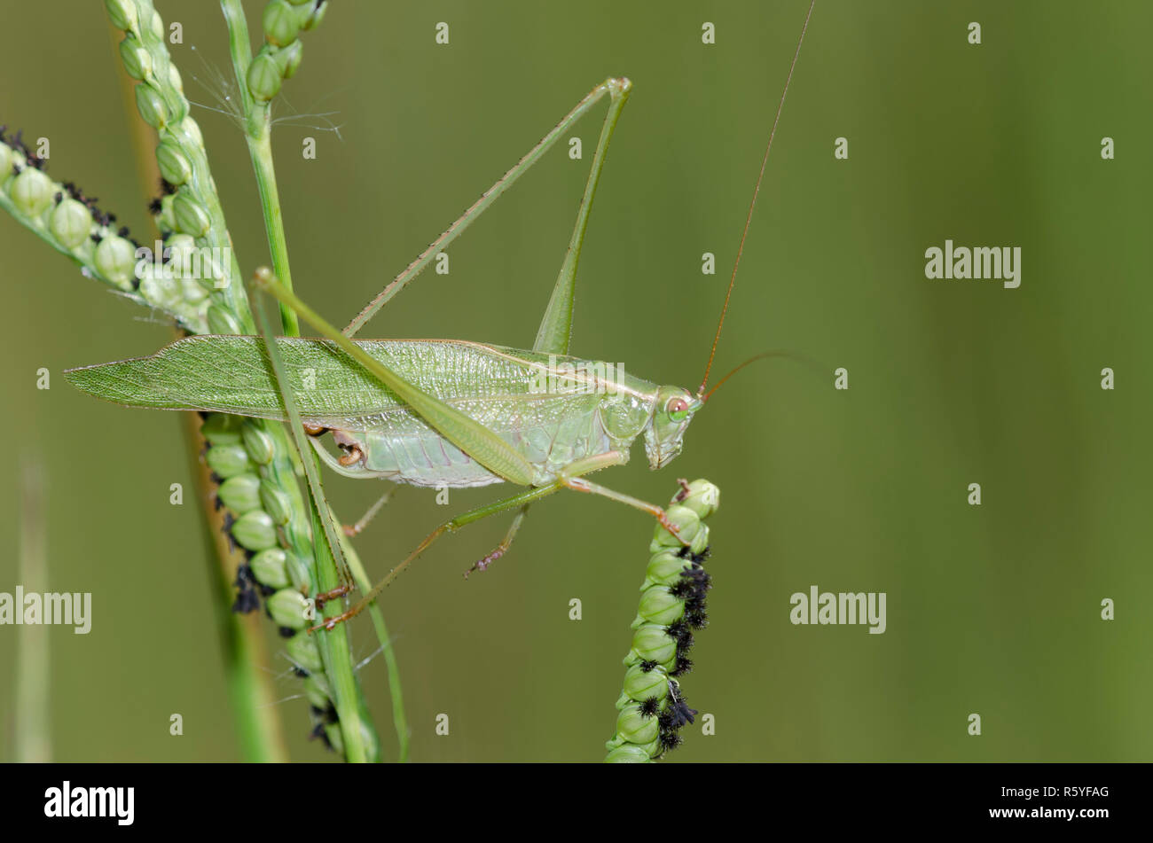 Fork tailed katydid hi-res stock photography and images - Alamy