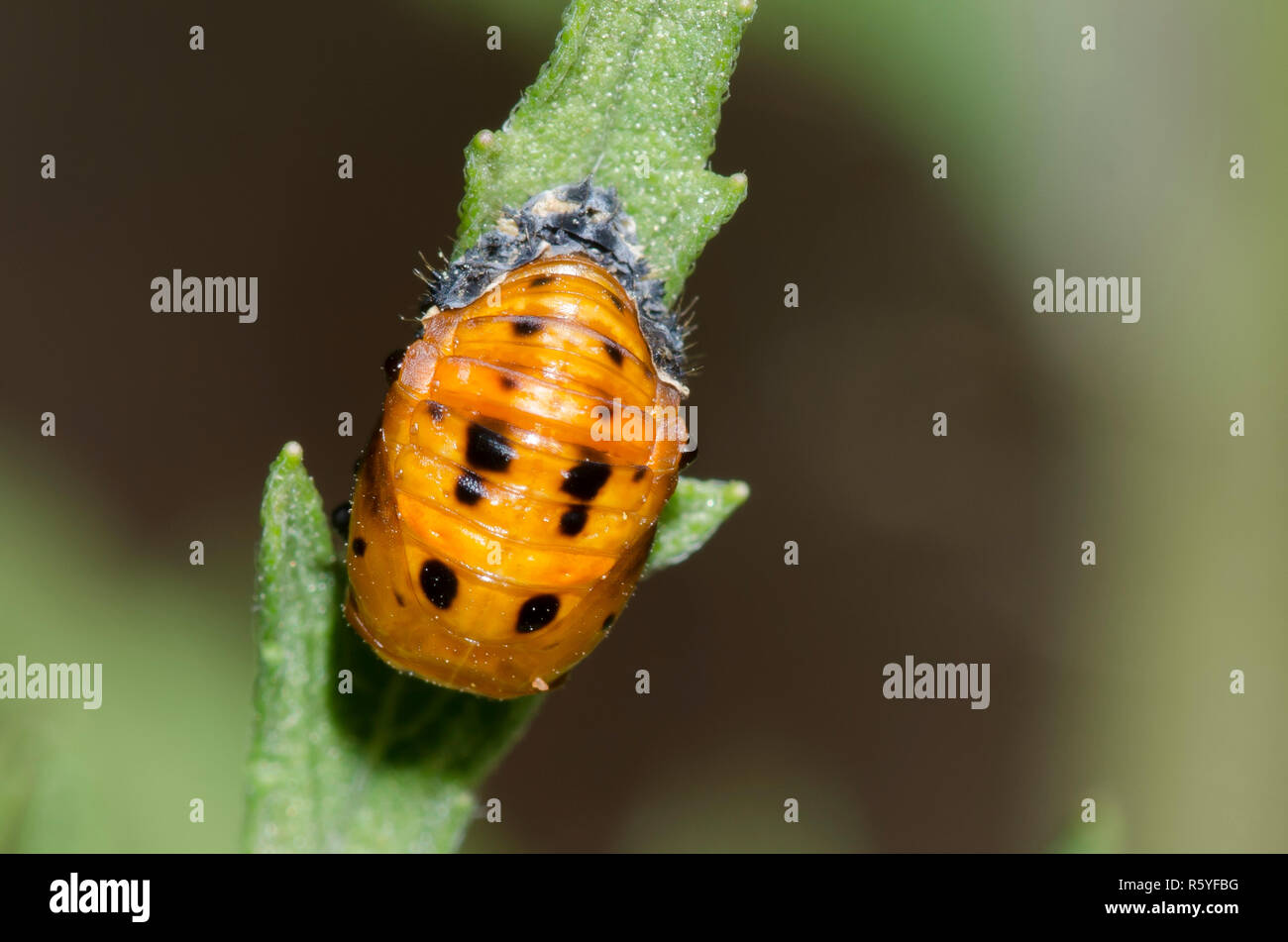 Coccinellidae