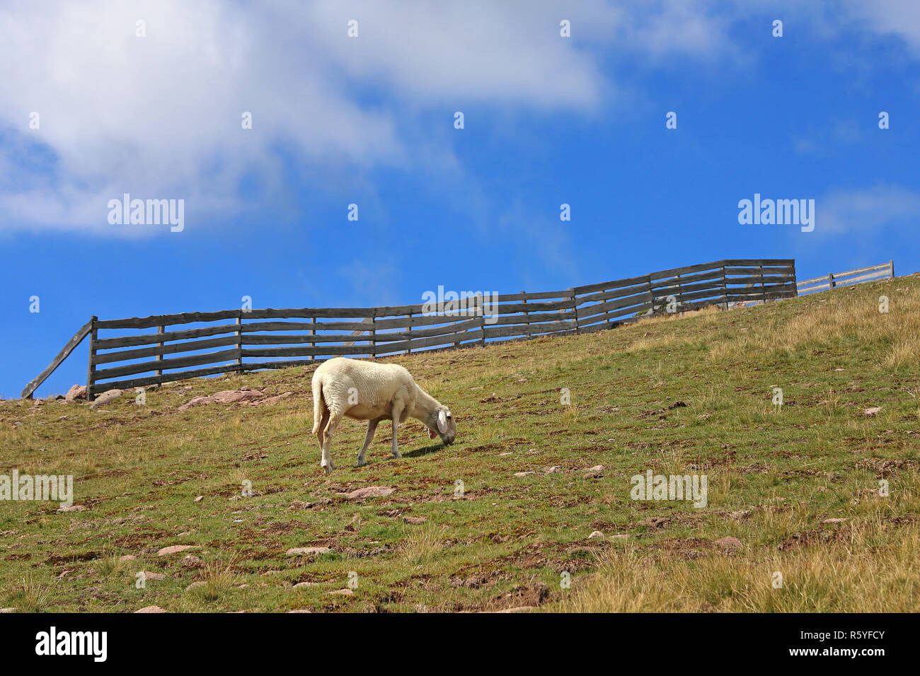 sheep as a landscape keeper at the rittner horn Stock Photo - Alamy