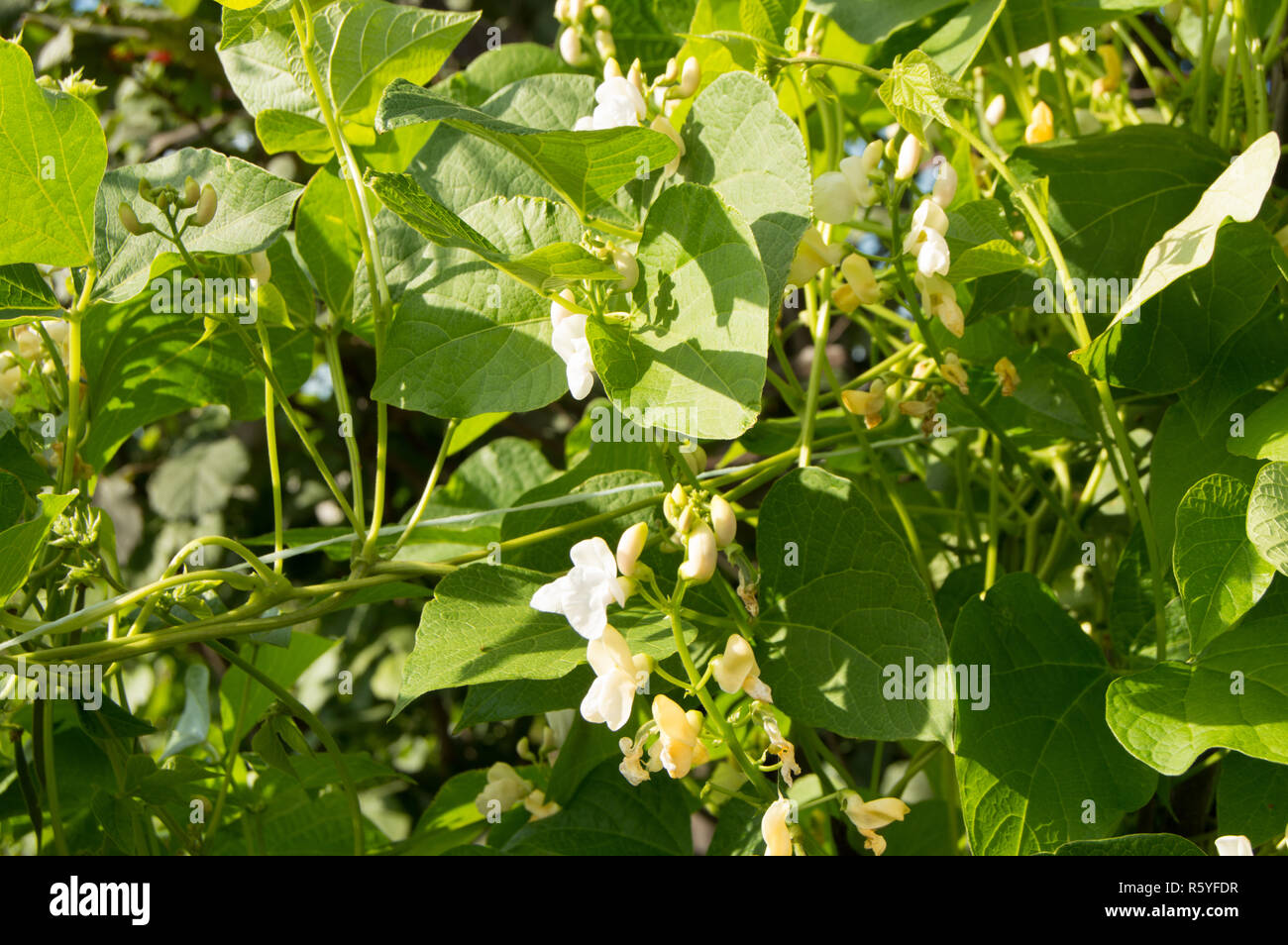 White flowers young beans on curly stems, copy space, background Stock ...