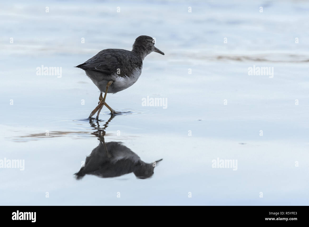 Close-up of a Sand-Piper on a Beach in Guanacaste, Costa Rica Stock ...