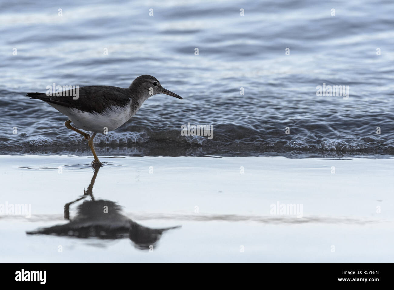 Close-up of a Sand-Piper on a Beach in Guanacaste, Costa Rica Stock ...