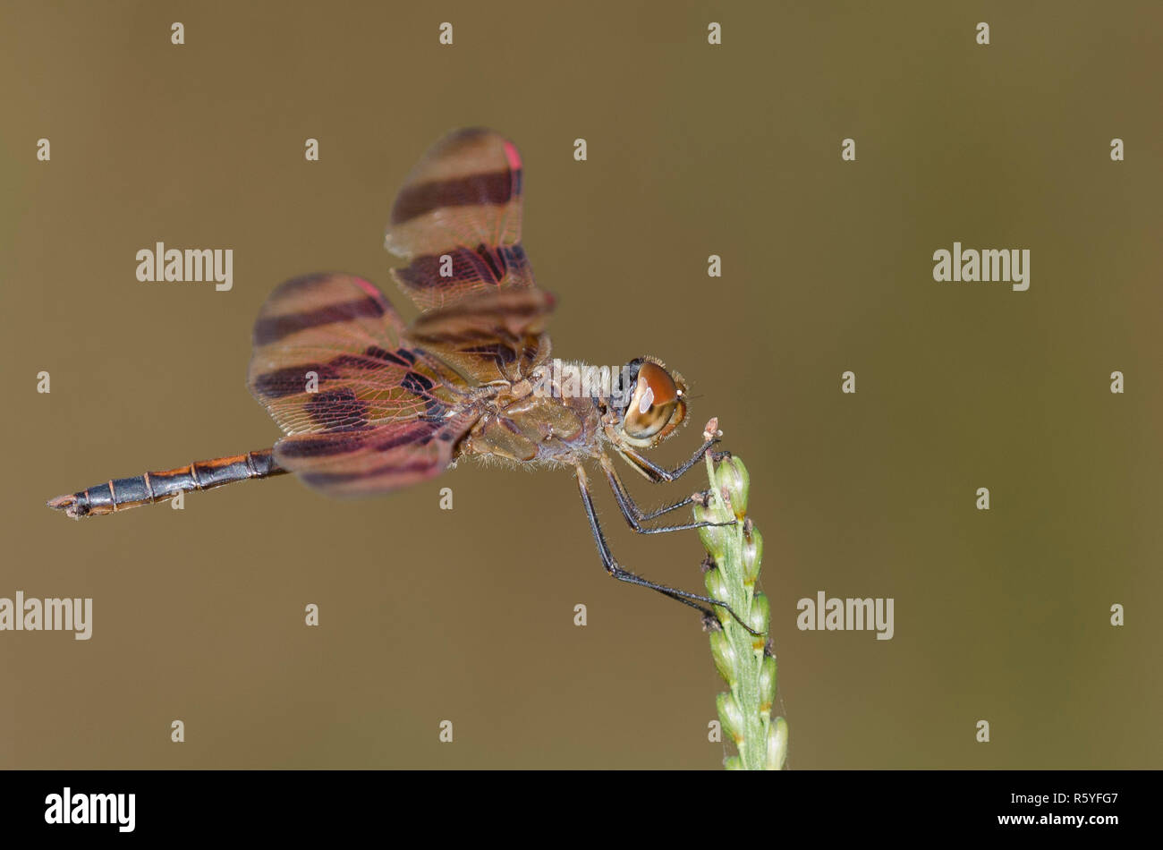 Halloween pennant dragonfly hi-res stock photography and images - Alamy