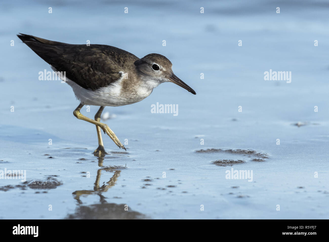 Close-up of a Sand-Piper on a Beach in Guanacaste, Costa Rica Stock ...