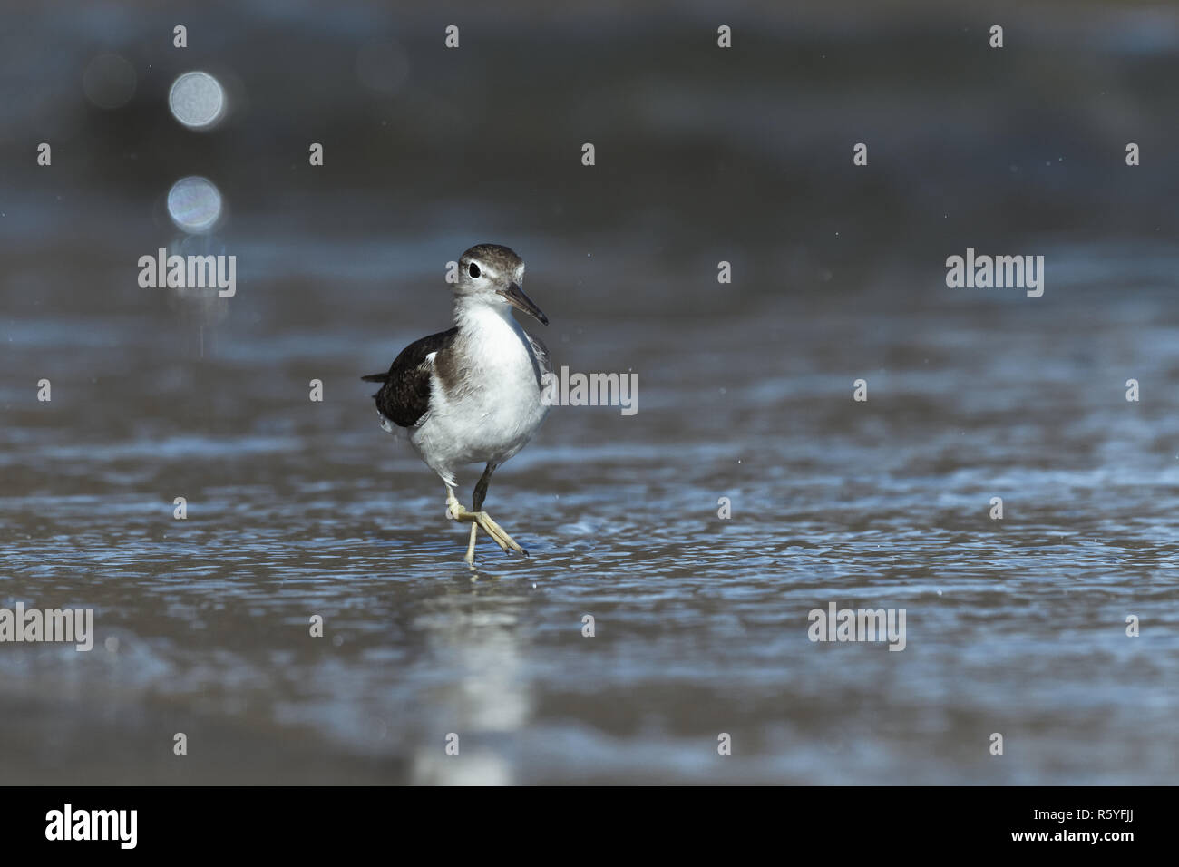 Close-up of a Sand-Piper on a Beach in Guanacaste, Costa Rica Stock ...