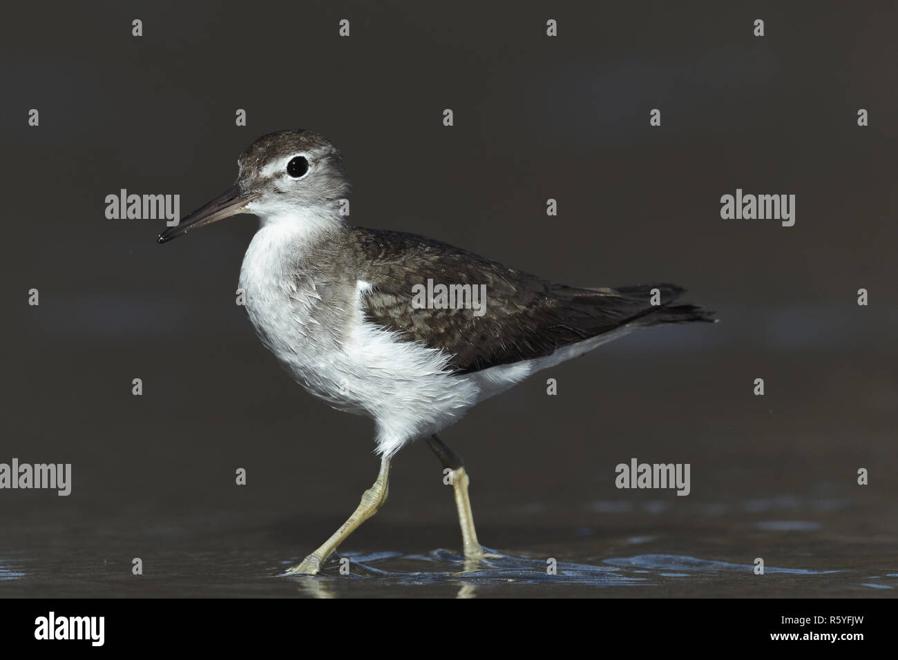 Close-up of a Sand-Piper on a Beach in Guanacaste, Costa Rica Stock ...