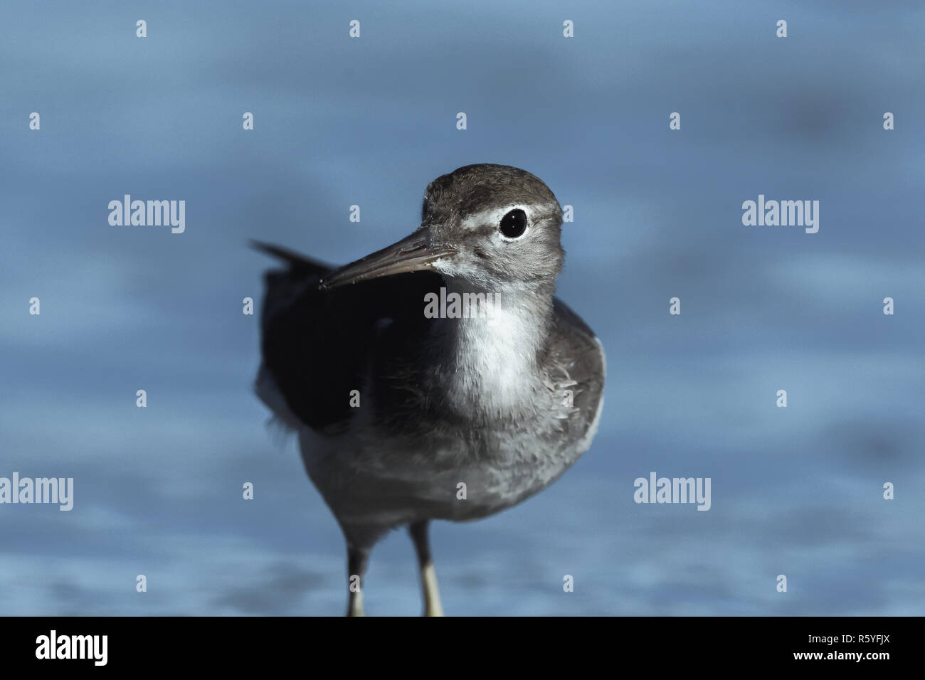 Piper bird hi-res stock photography and images - Alamy