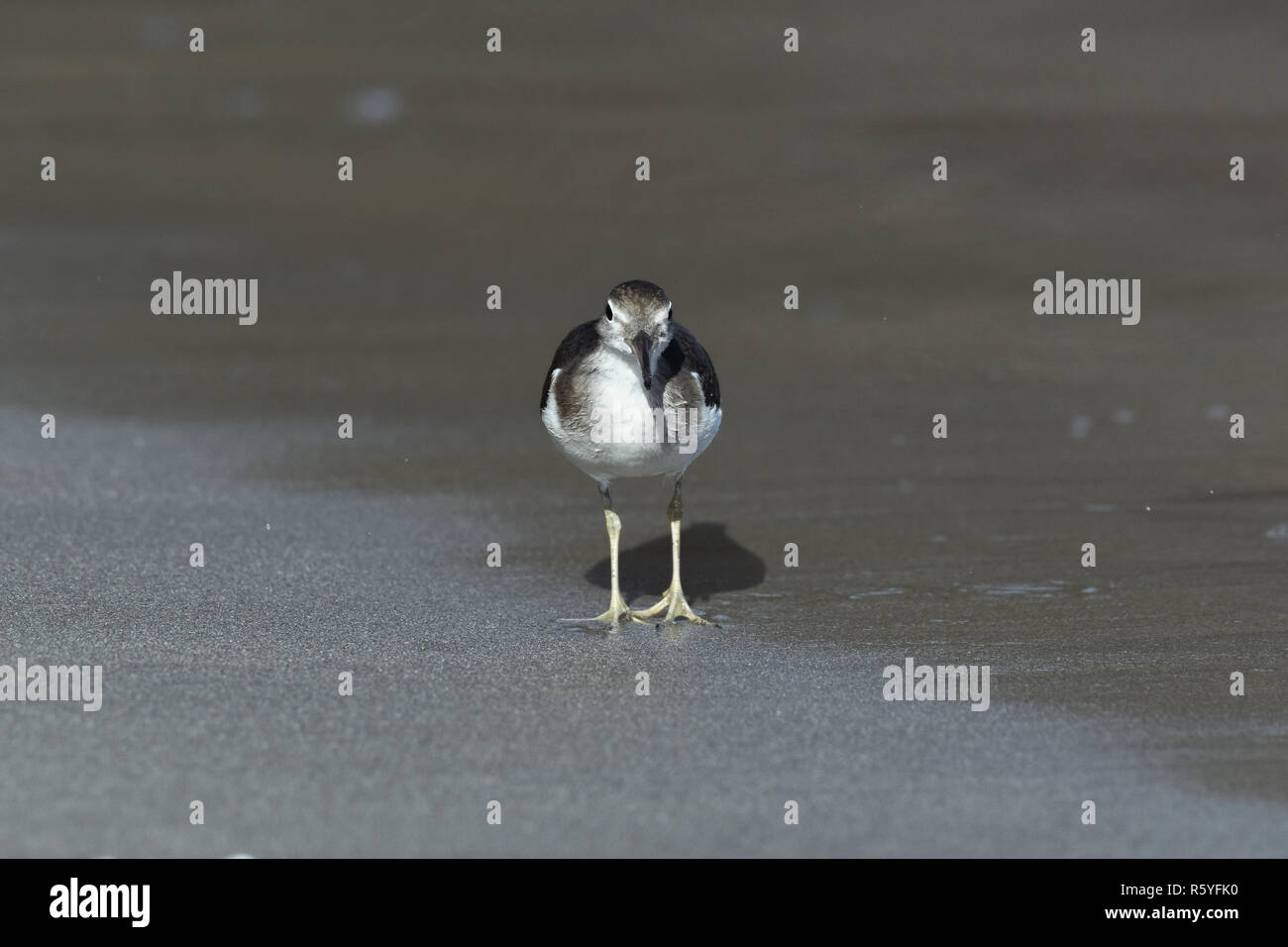 Close-up of a Sand-Piper on a Beach in Guanacaste, Costa Rica Stock ...
