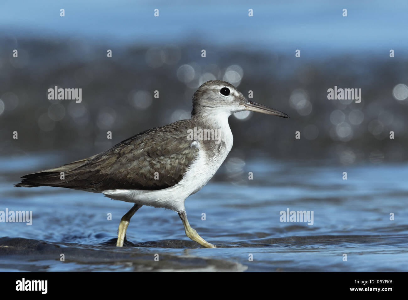Close-up of a Sand-Piper on a Beach in Guanacaste, Costa Rica Stock ...