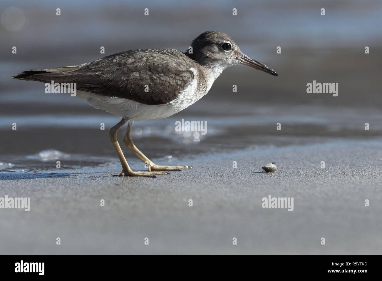 Close-up of a Sand-Piper on a Beach in Guanacaste, Costa Rica Stock ...