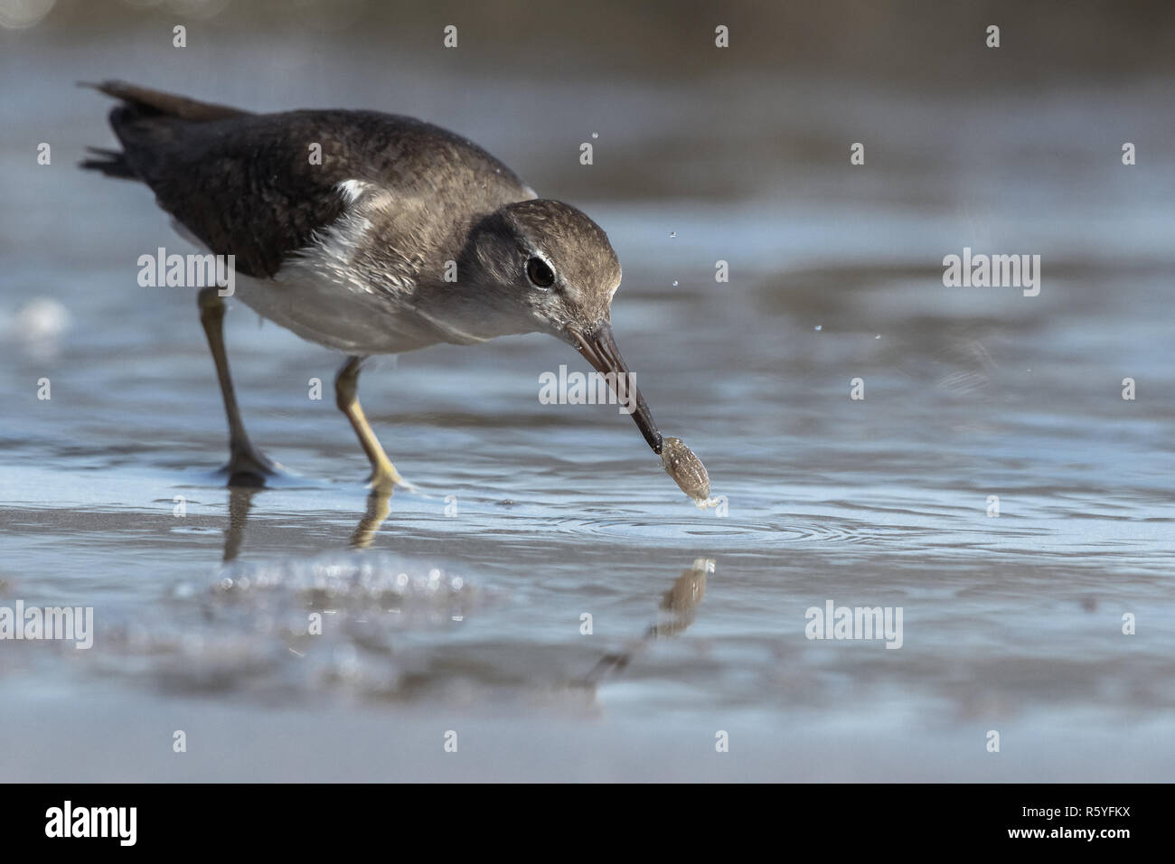 Close-up of a Sand-Piper on a Beach in Guanacaste, Costa Rica Stock ...