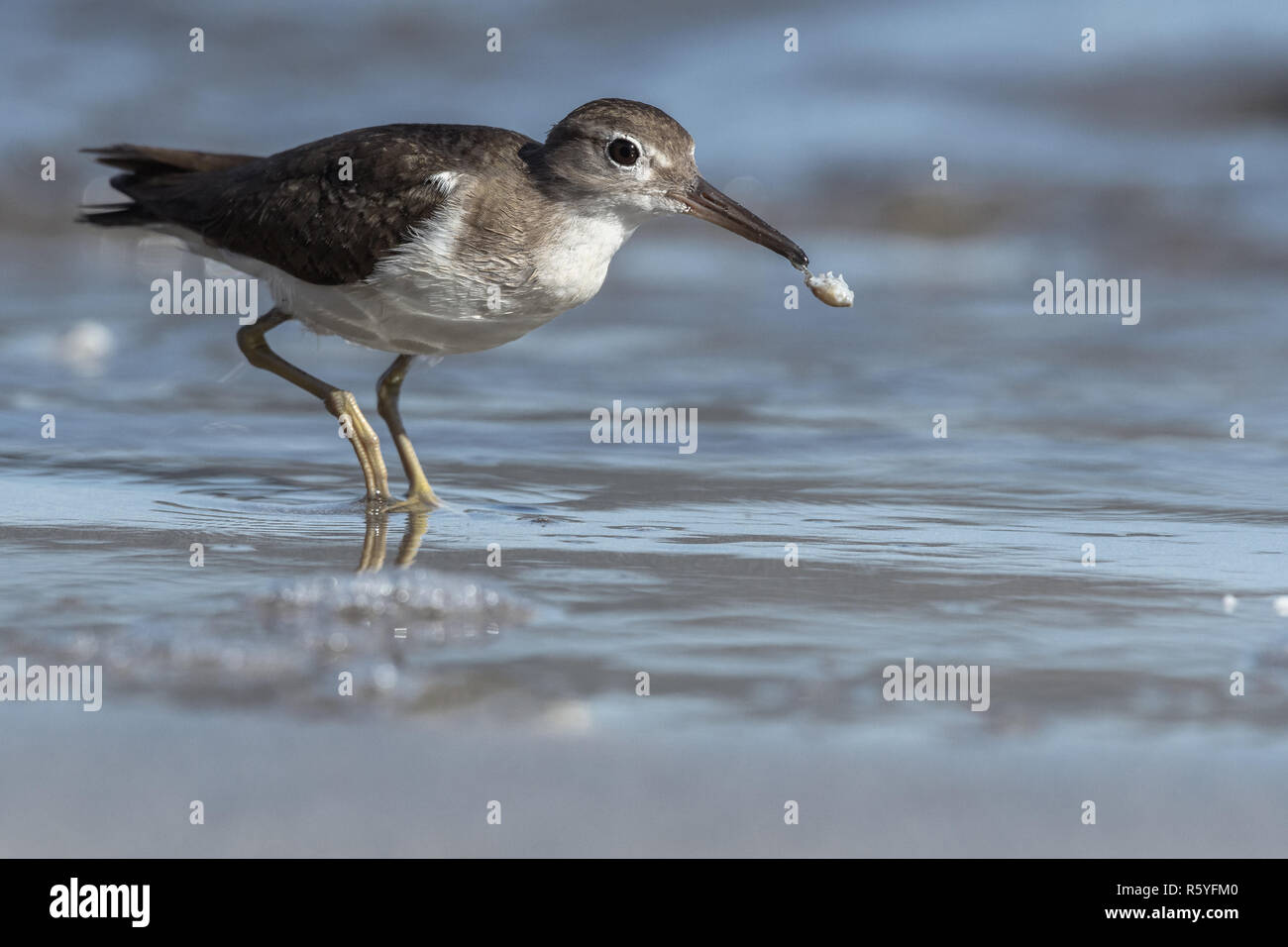 Close-up of a Sand-Piper on a Beach in Guanacaste, Costa Rica Stock ...