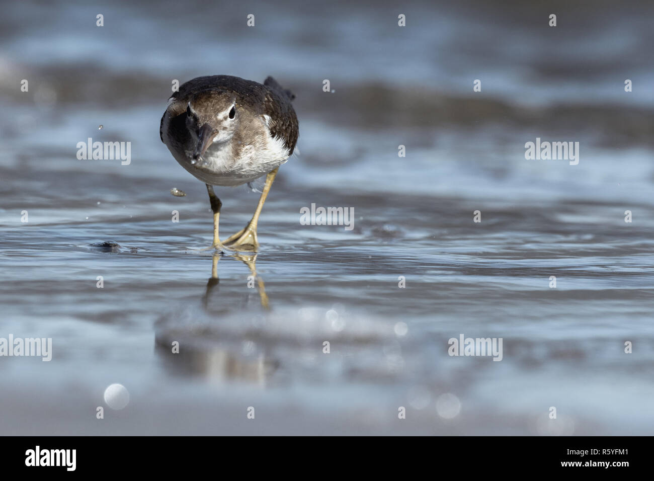 Close-up of a Sand-Piper on a Beach in Guanacaste, Costa Rica Stock ...
