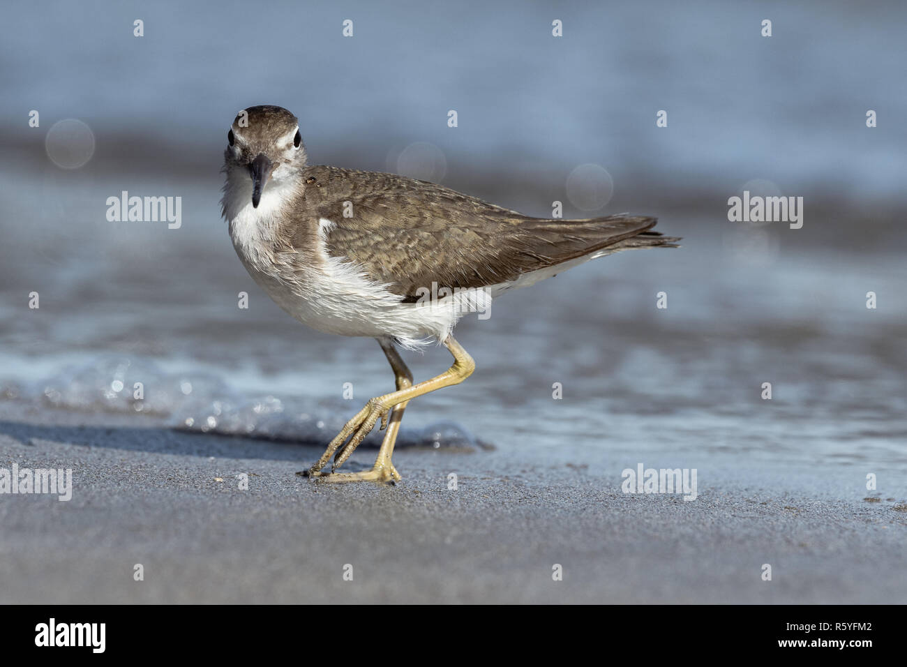 Close-up of a Sand-Piper on a Beach in Guanacaste, Costa Rica Stock ...