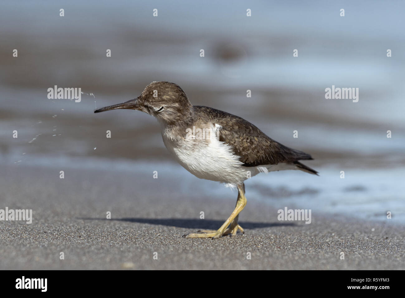 Close-up of a Sand-Piper on a Beach in Guanacaste, Costa Rica Stock ...