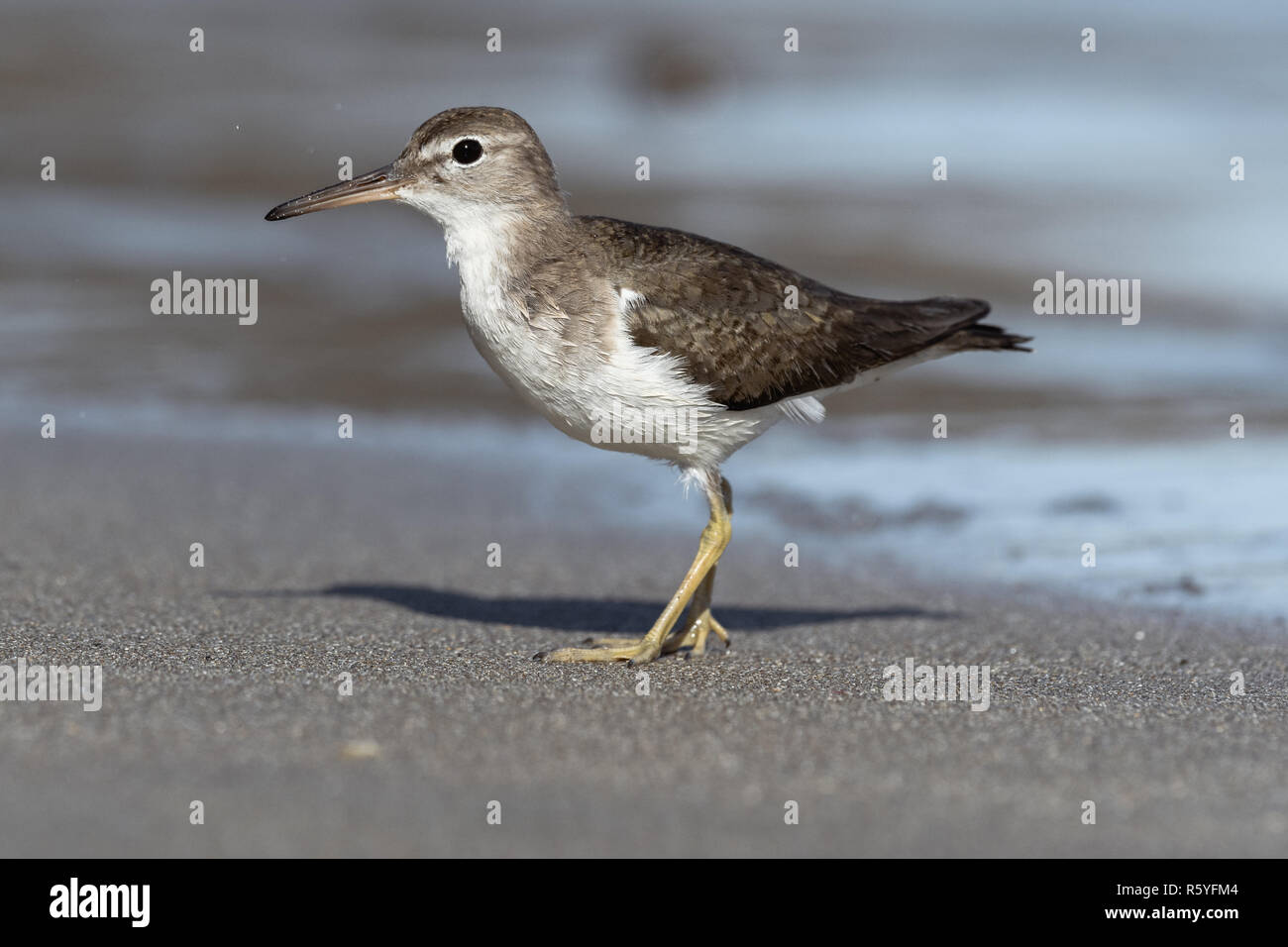 Piper bird hi-res stock photography and images - Alamy