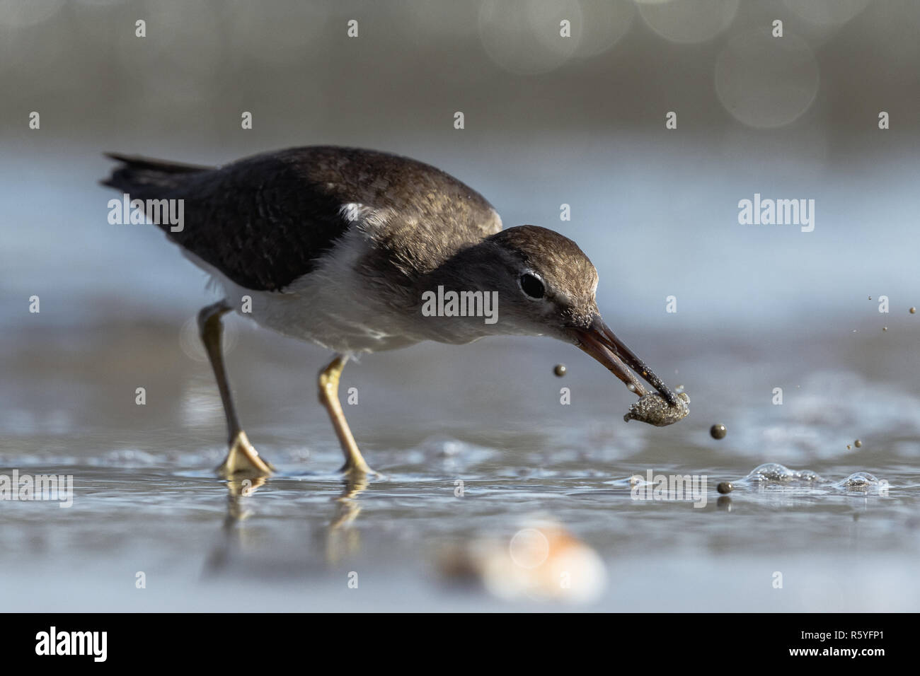 Piper bird hi-res stock photography and images - Alamy