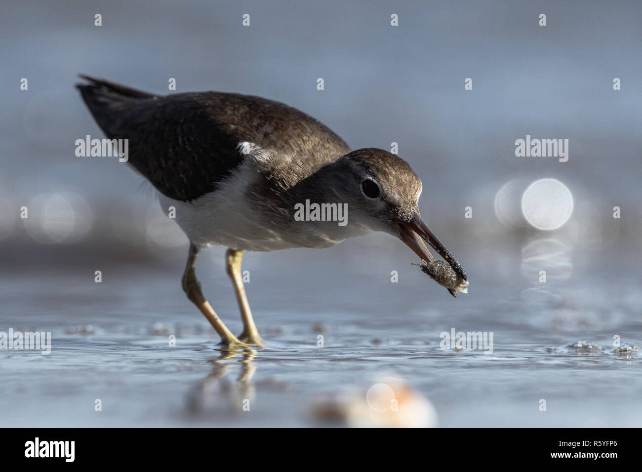 Close-up of a Sand-Piper on a Beach in Guanacaste, Costa Rica Stock ...
