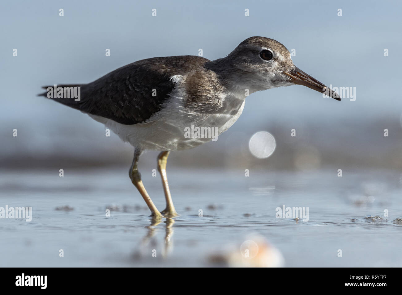 Close-up of a Sand-Piper on a Beach in Guanacaste, Costa Rica Stock ...