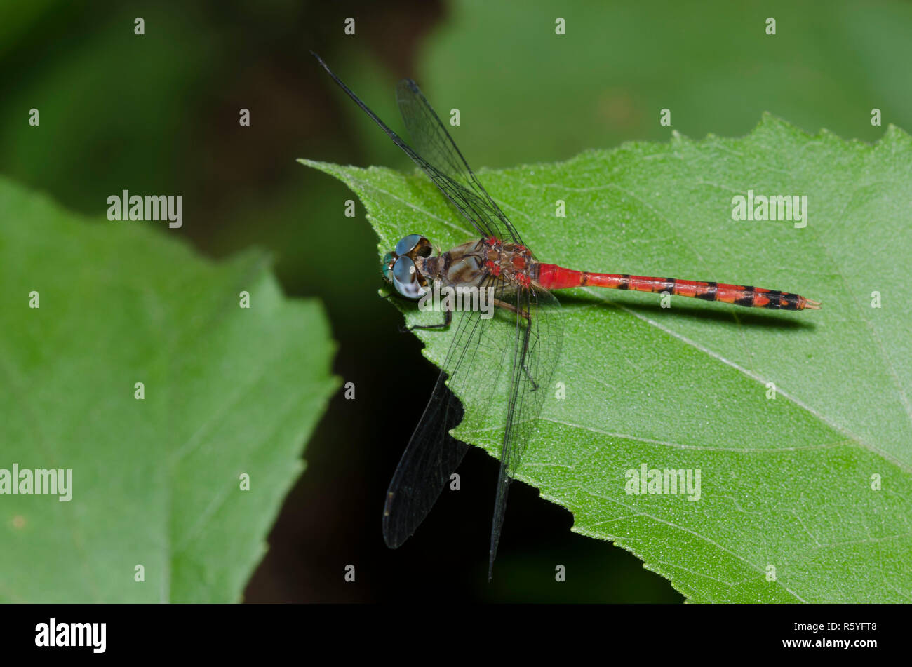 Male blue faced meadowhawk hi-res stock photography and images - Alamy