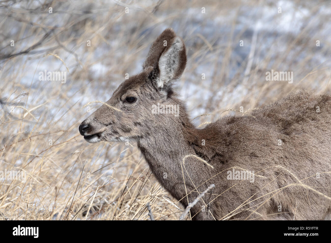 Young female deer eating grass hi-res stock photography and images - Alamy
