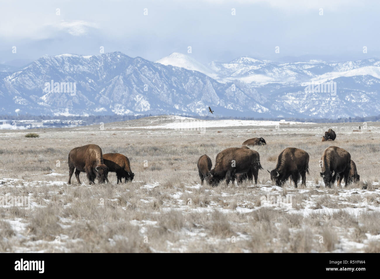 American bison grazing on the prairie in winter Stock Photo - Alamy