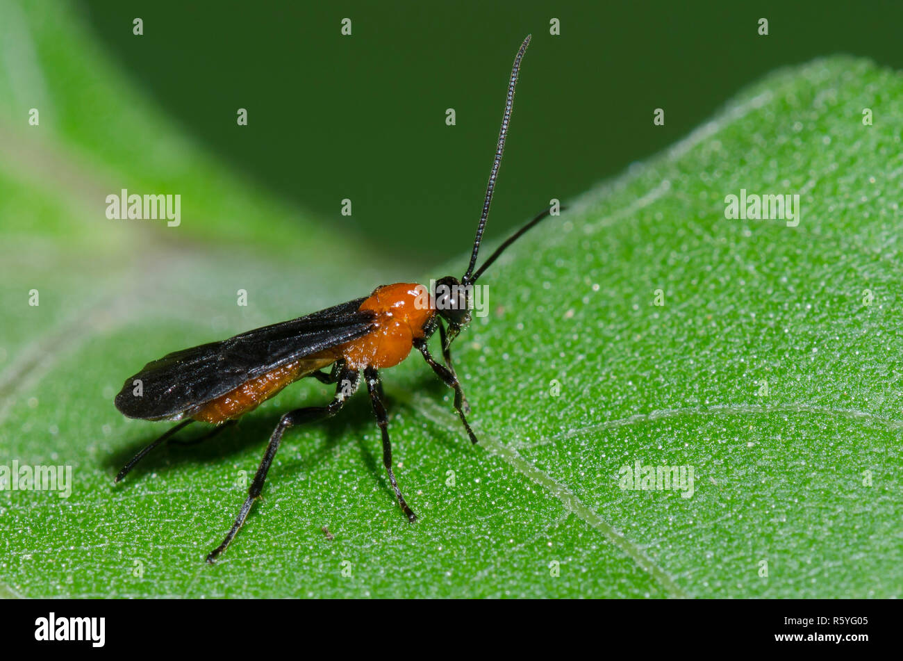 Braconid Wasp, Subfamily Braconinae, female Stock Photo - Alamy