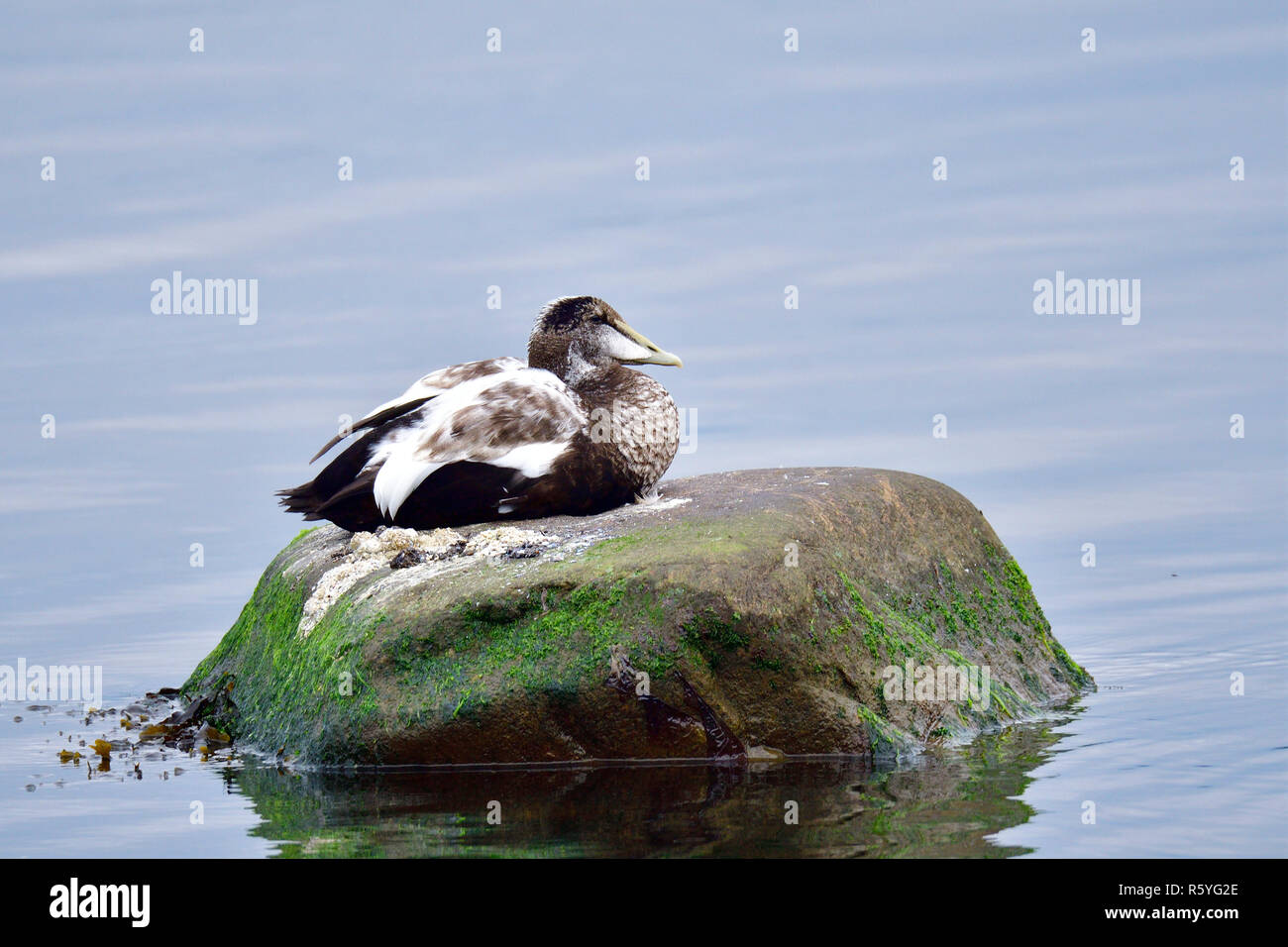 eider duck male in sizing dress Stock Photo - Alamy