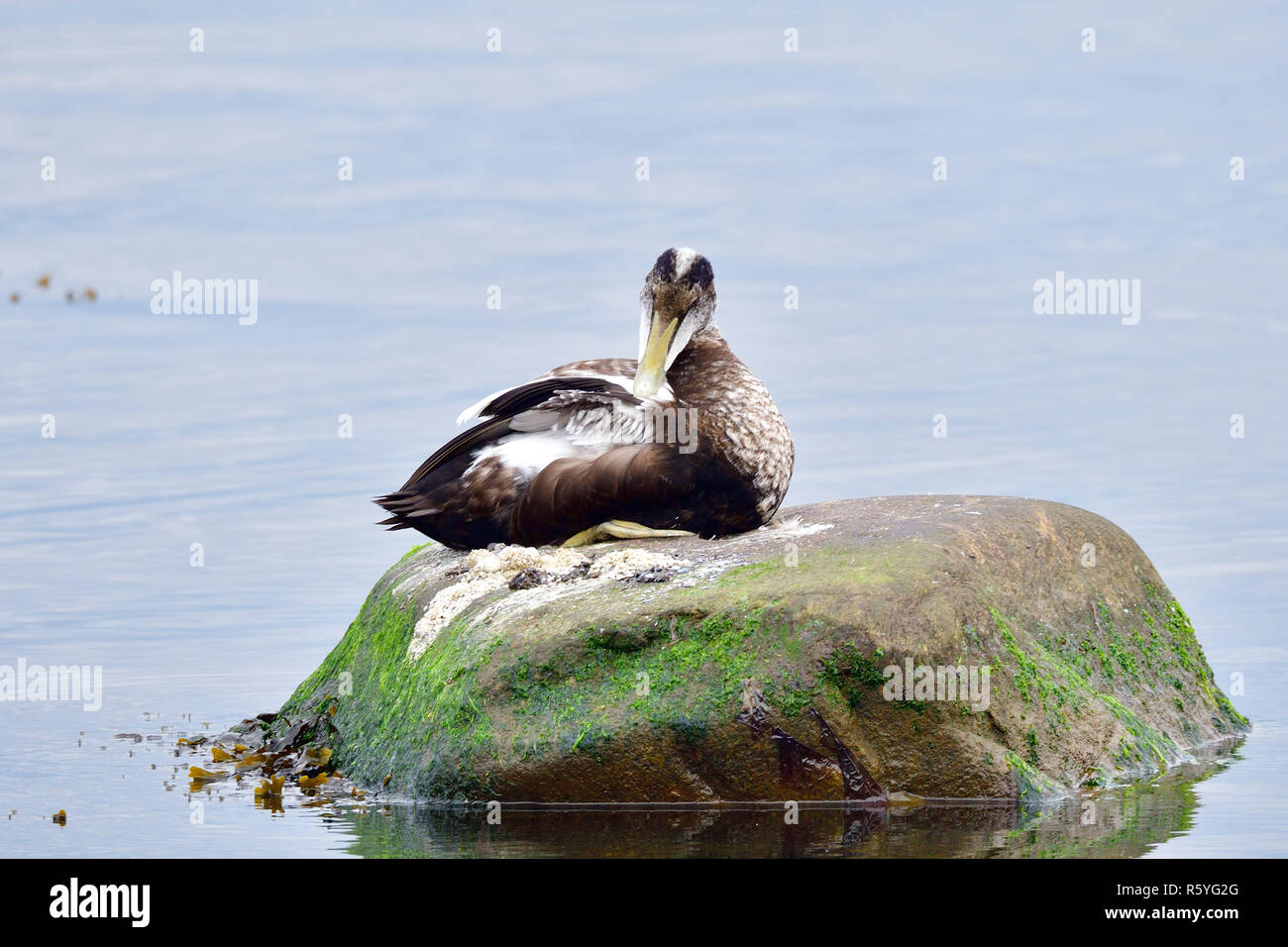 Dress sizing hi-res stock photography and images - Alamy