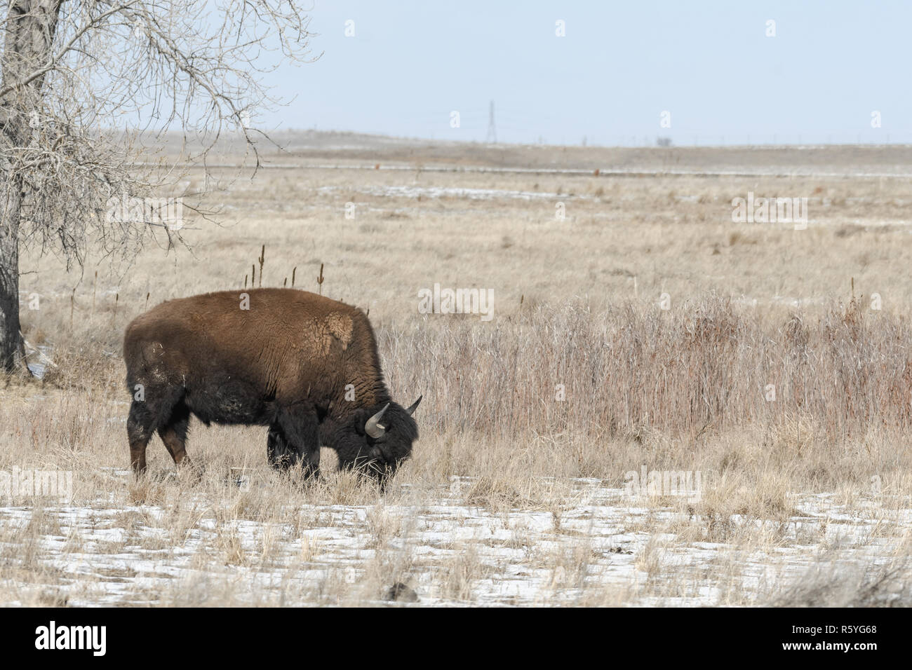 American bison grazing on the prairie in winter Stock Photo - Alamy